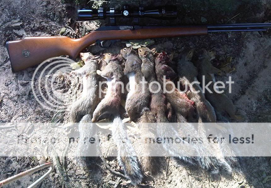 Favorite squirrel gun. Let's see them. | Rimfire Central Firearm Forum