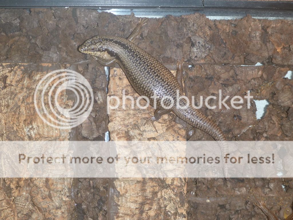 Australian tree skinks | Reptile Forums