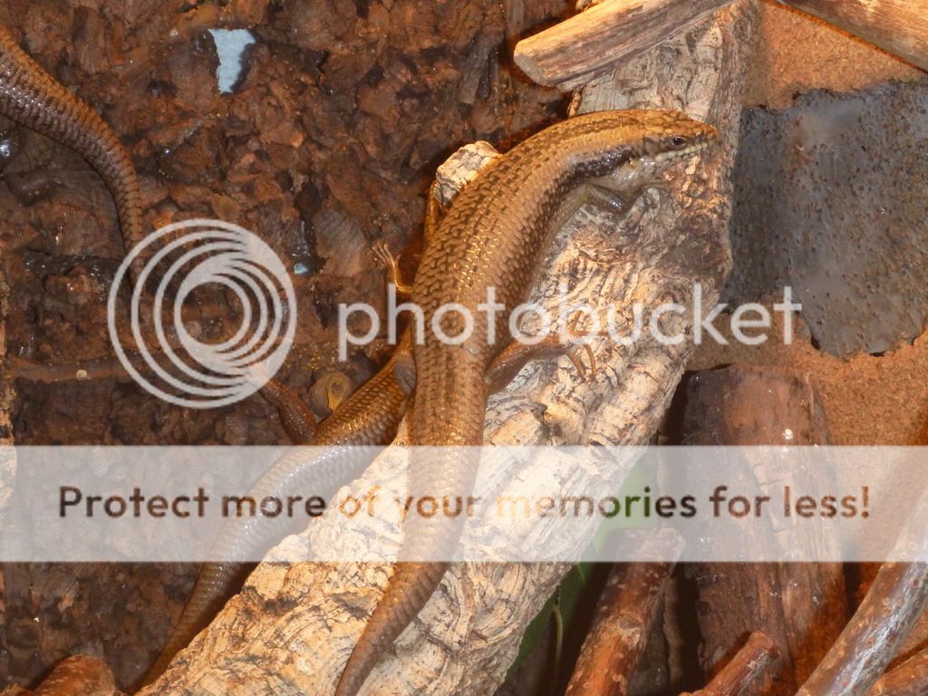 Australian tree skinks | Reptile Forums