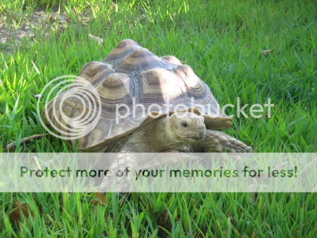 Can tortoises survive in TN? (Memphis, Cookeville: big house ...