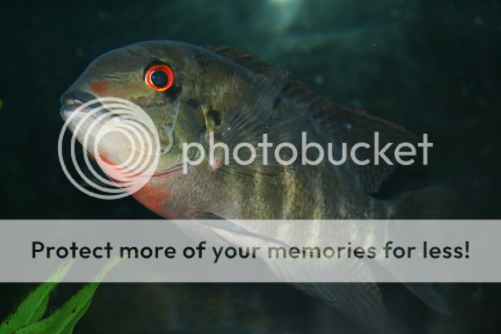 H. psittacus - true parrot cichlid - Official Photo Thread ...