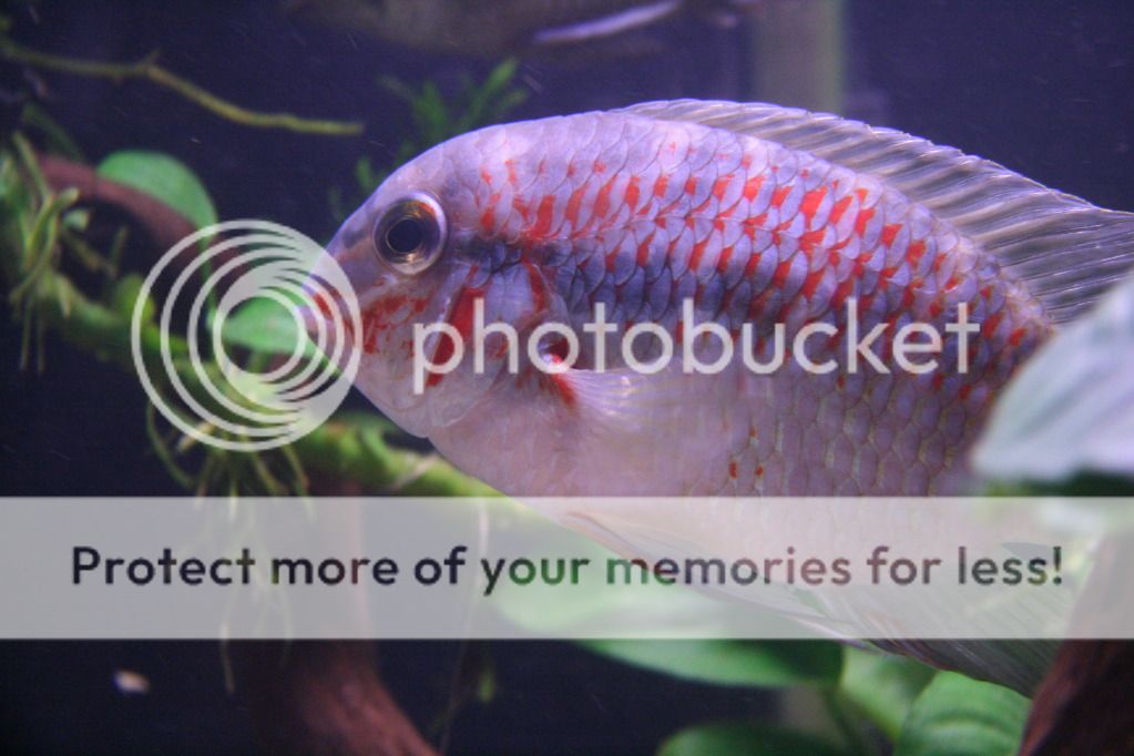 Krobia xinguensis | MonsterFishKeepers.com