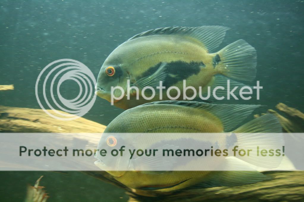 "orange" uaru ?? | MonsterFishKeepers.com